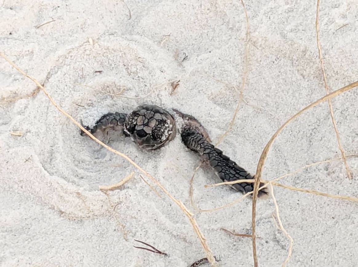 Turtle Nesting Season Underway - FWB Life | Fort Walton Beach News ...