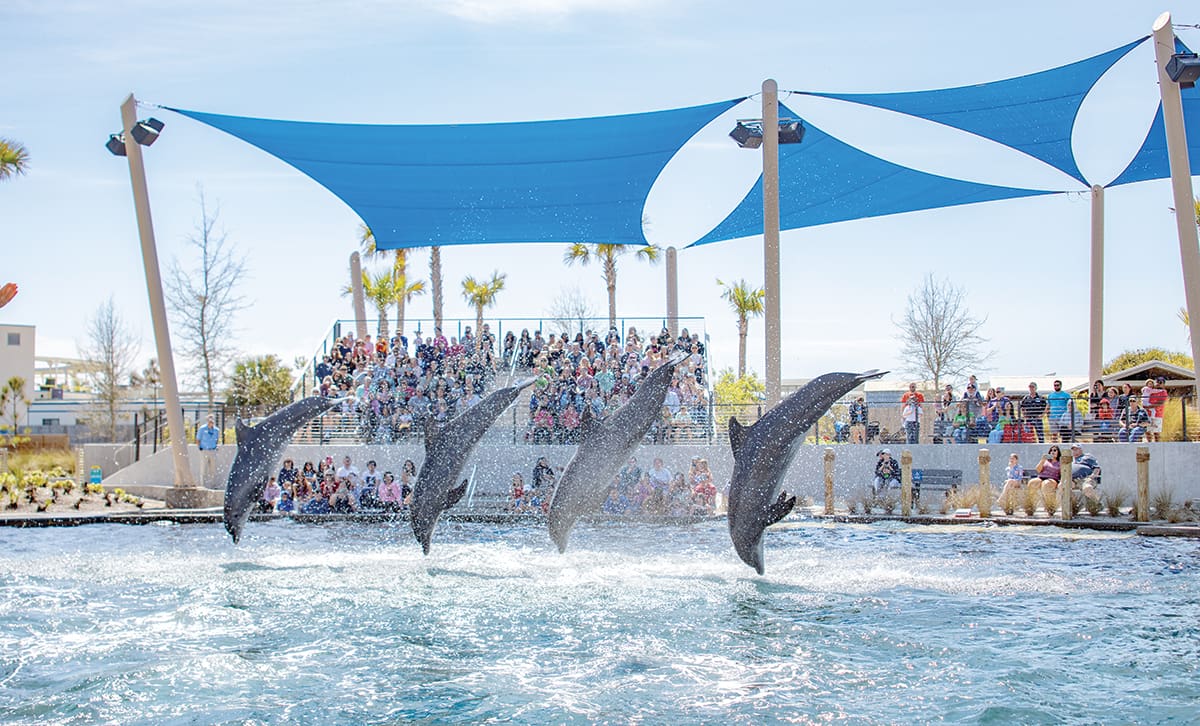 Dive into Summer Fun and More at Gulfarium Marine Adventure Park! - FWB ...